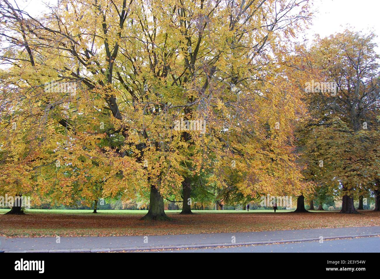 Abington park northampton trees hi-res stock photography and images - Alamy