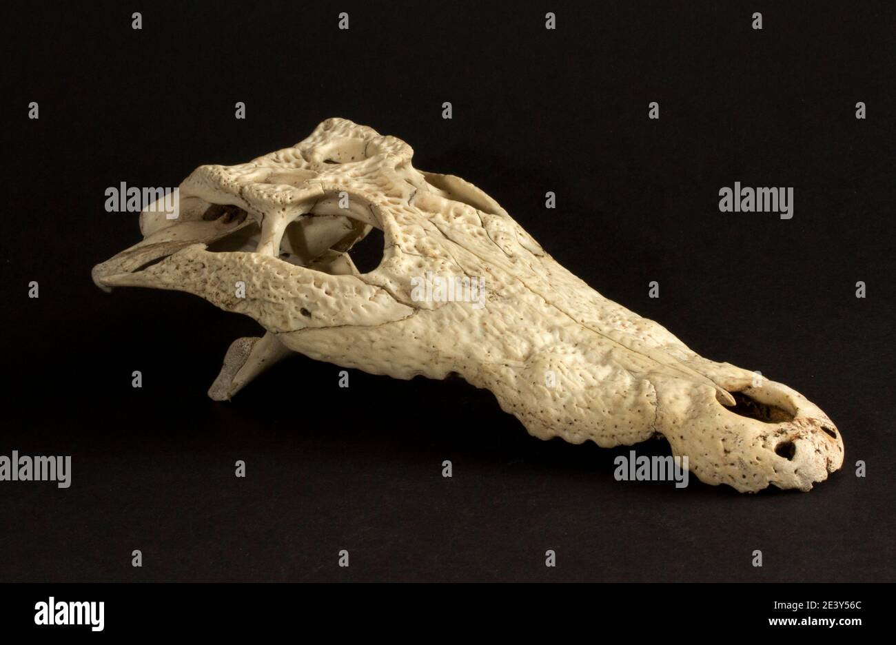 The skull and top jaw of a juvenile Nile Crocodile shows the classic ...