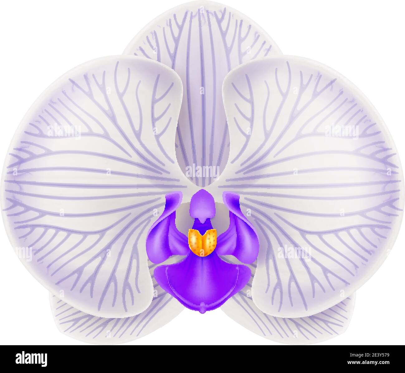 Orchid flower. Vector illustration Stock Vector Image & Art - Alamy