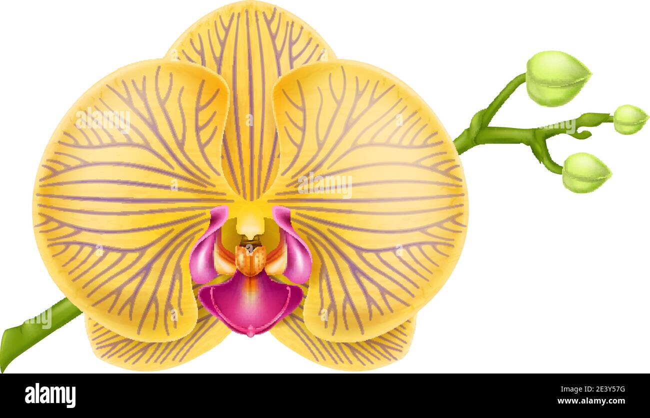 Pink orchid branch realistic Stock Vector Images - Alamy