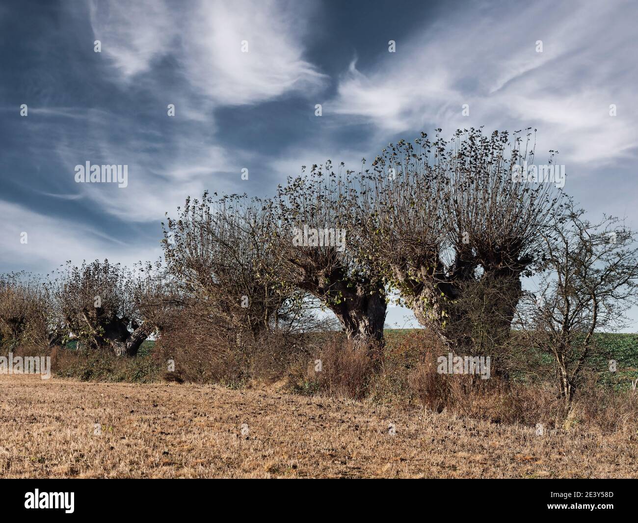 Poplars in a row very old in rural Denmark Stock Photo - Alamy