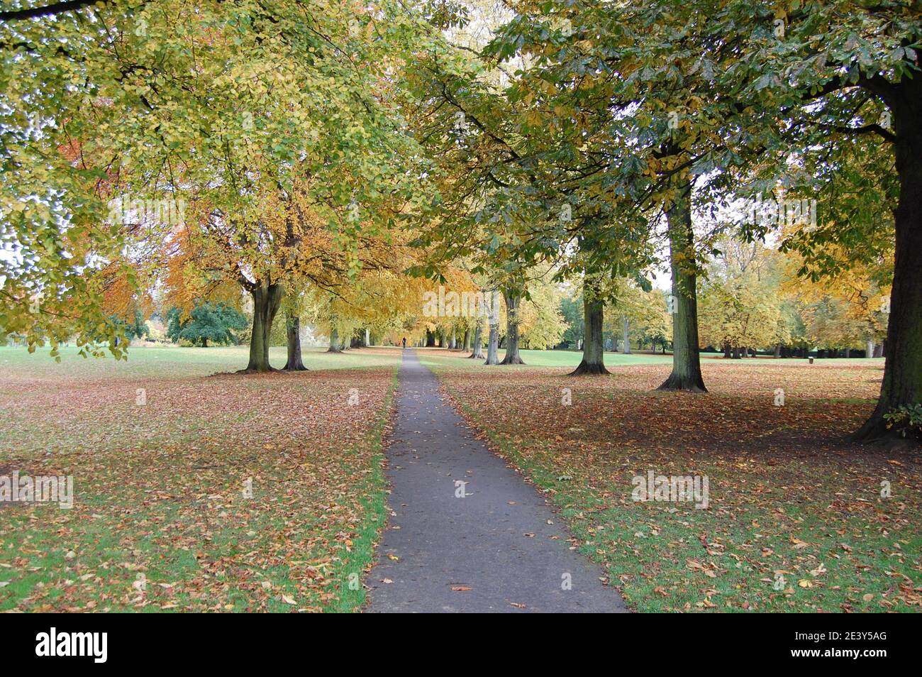 Abington Park Northampton autumn leaves leaf brown changing weather ...