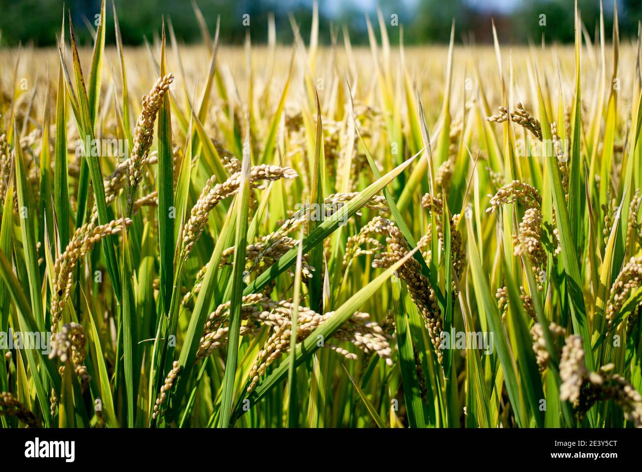 Field crop wheat hi-res stock photography and images - Alamy