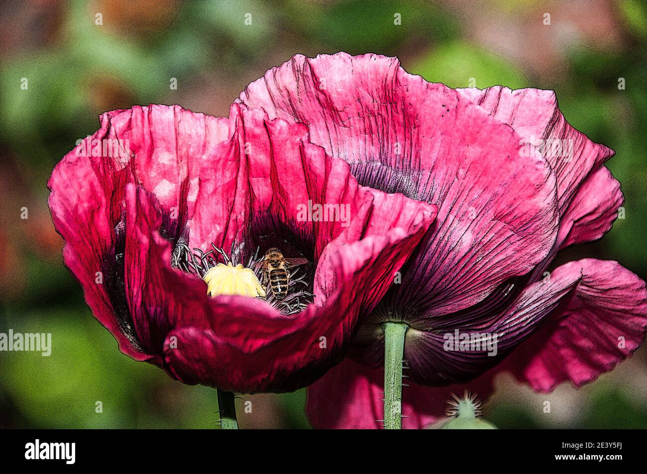 Poster edges effect hi-res stock photography and images - Alamy