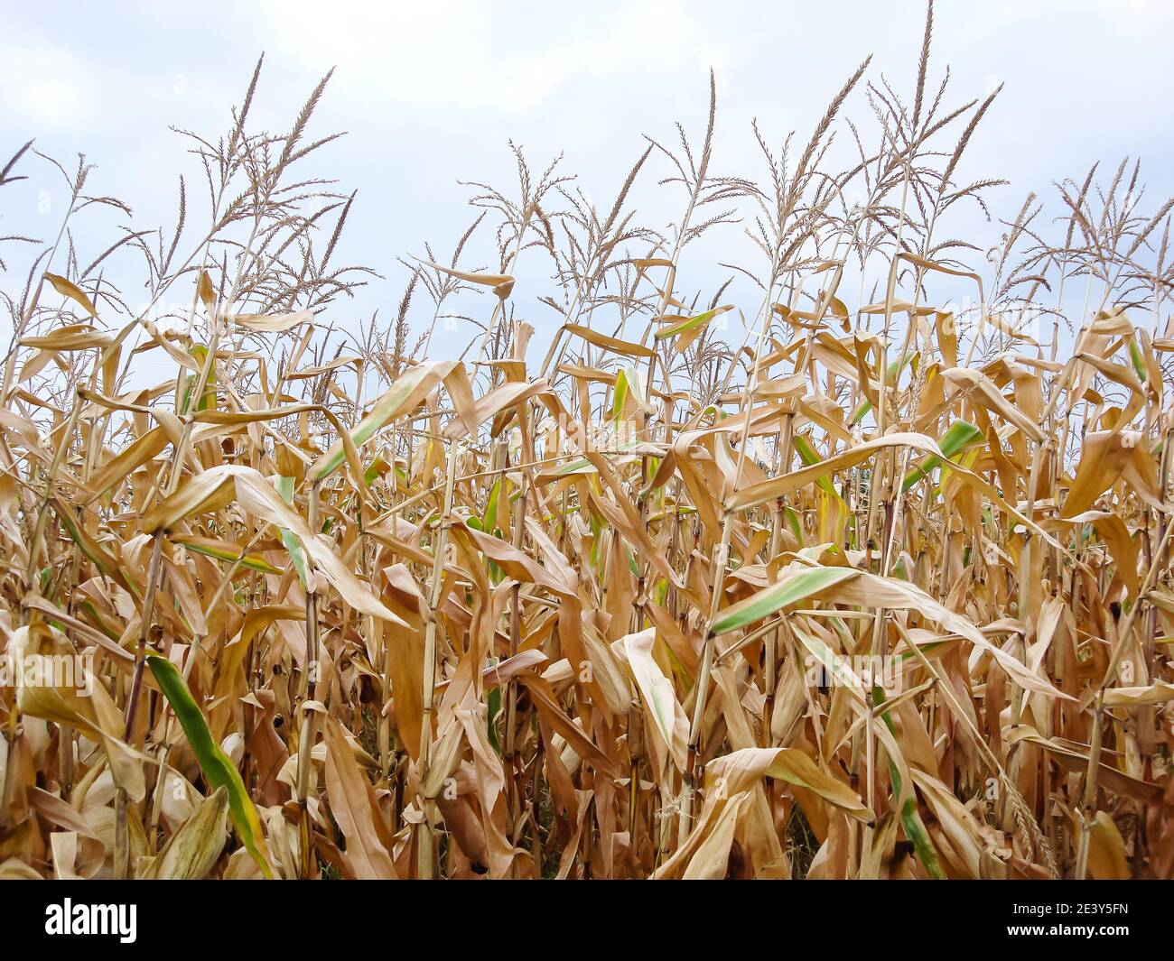 Old maize stalks hi-res stock photography and images - Alamy