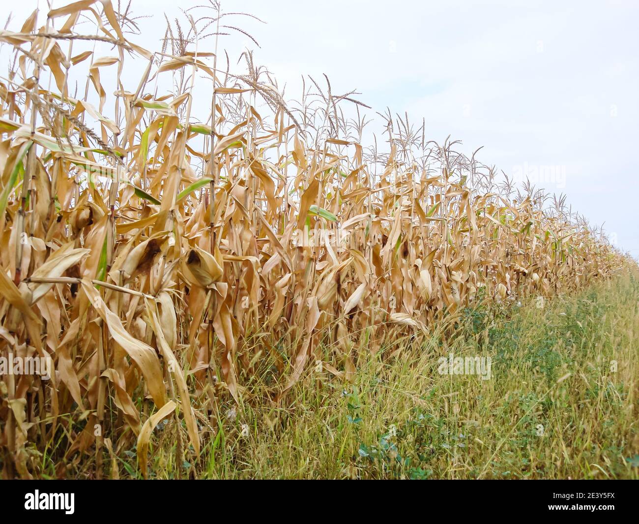 Dry corn field, dry corn stalks, end of season Stock Photo - Alamy