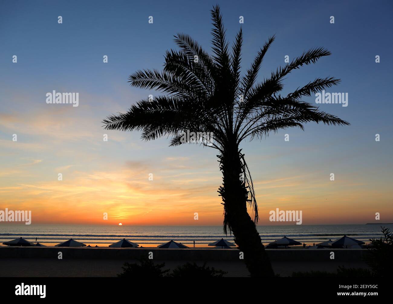 Sunset with Date Tree and Parasols in Agadir,Morocco Stock Photo - Alamy