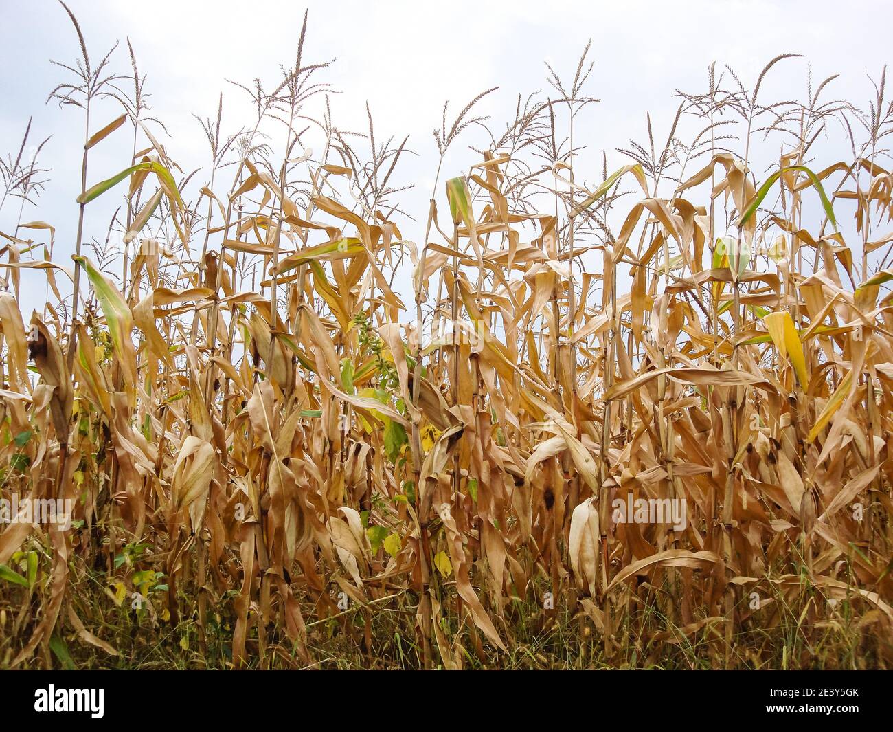 Dry corn field, dry corn stalks, end of season Stock Photo - Alamy