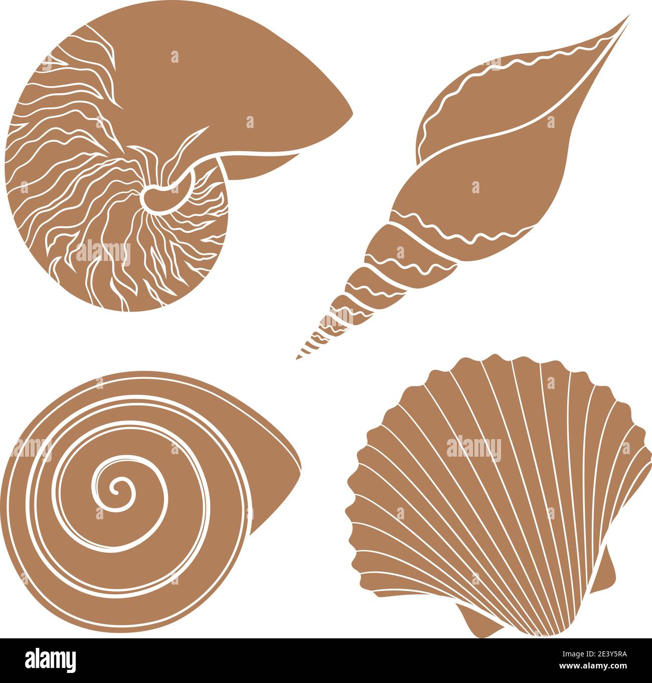 Set of black and white graphic sea shells. Isolated objects on a white ...