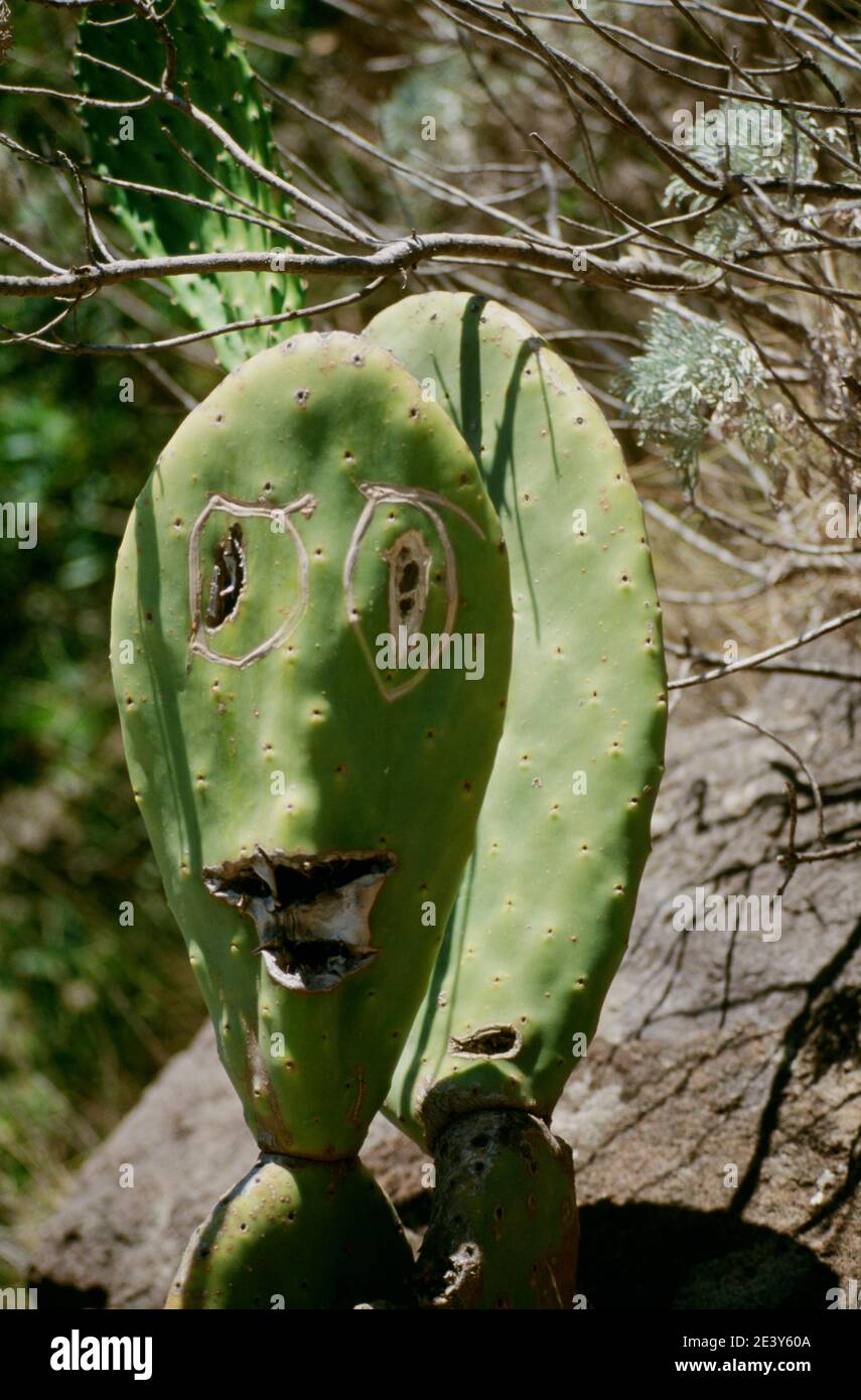Prickly Pear Face Stock Photo - Alamy