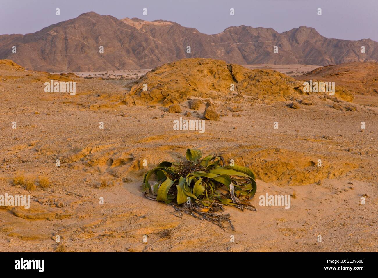 Welwitschia mirabilis Swakopmund Desierto Namib Namibia Africa Stock ...