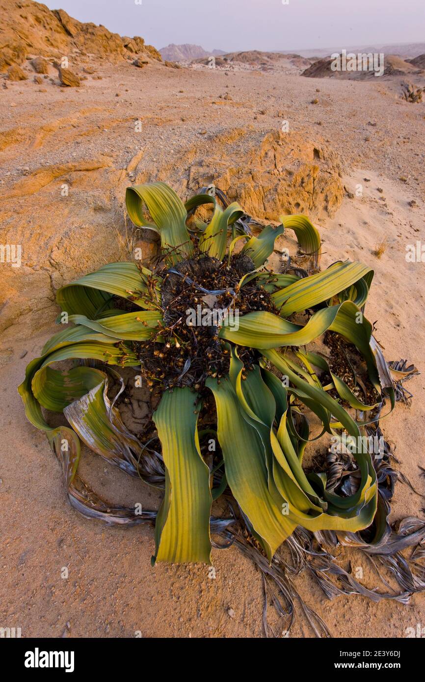 Welwitschia mirabilis Swakopmund Desierto Namib Namibia Africa Stock ...