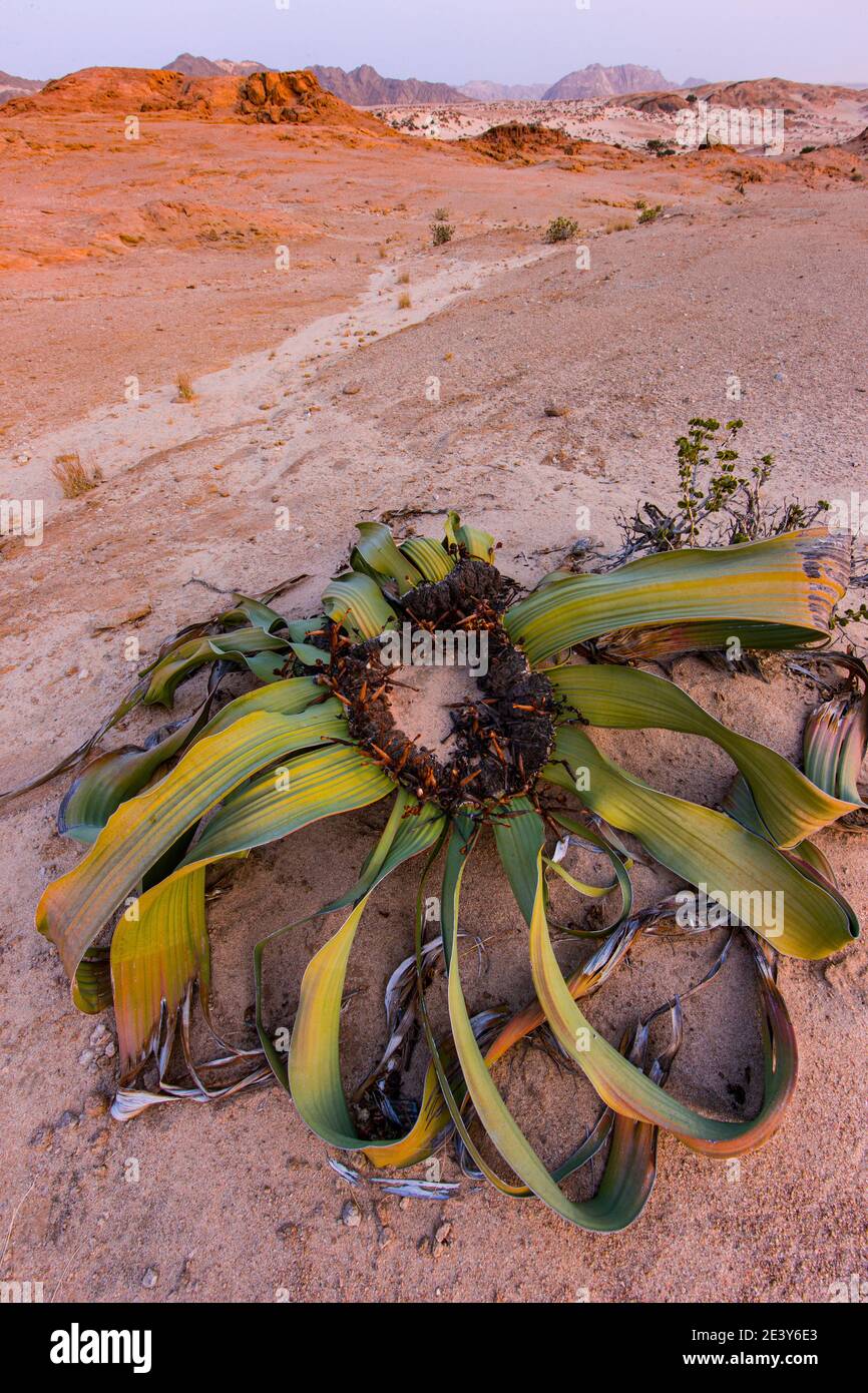 Welwitschia mirabilis Swakopmund Desierto Namib Namibia Africa Stock ...