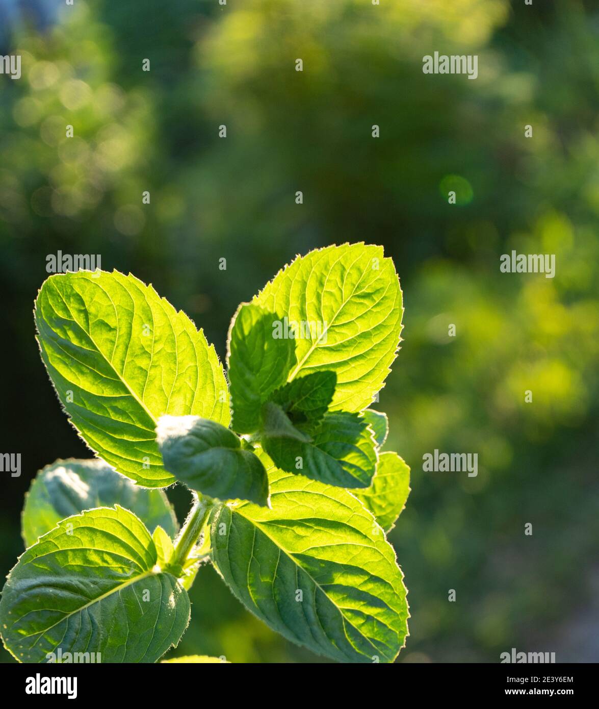 Hold a sprig of fresh mint in your hand under the bright rays of the ...