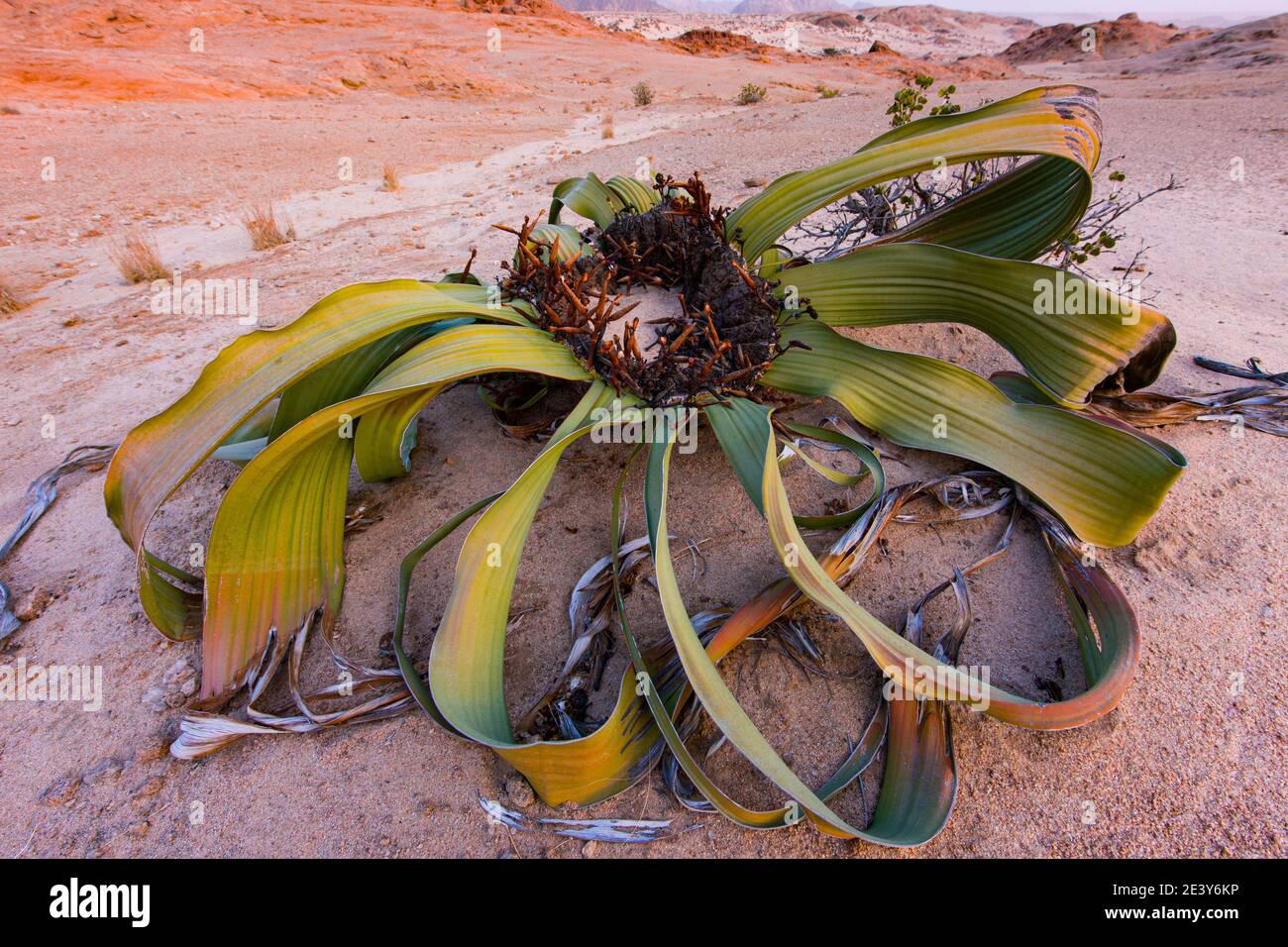Welwitschia mirabilis Swakopmund Desierto Namib Namibia Africa Stock ...