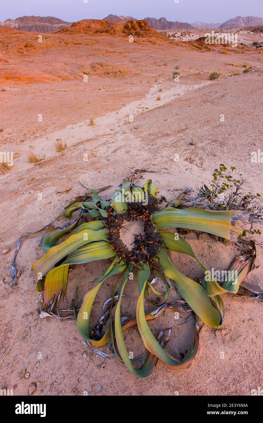 Welwitschia mirabilis Swakopmund Desierto Namib Namibia Africa Stock ...