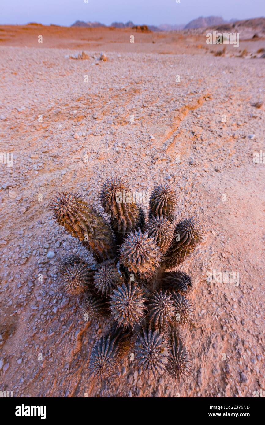 Cactus Swakopmund Desierto Namib Namibia Africa Stock Photo - Alamy