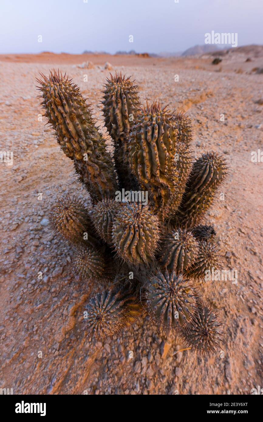 Cactus Swakopmund Desierto Namib Namibia Africa Stock Photo - Alamy