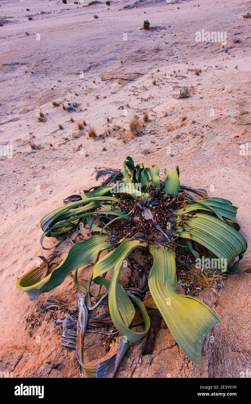 Welwitschia mirabilis Swakopmund Desierto Namib Namibia Africa Stock ...