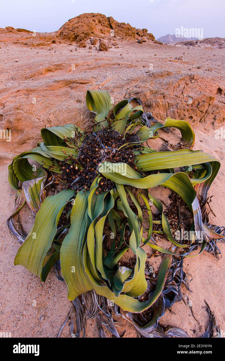 Welwitschia mirabilis Swakopmund Desierto Namib Namibia Africa Stock ...