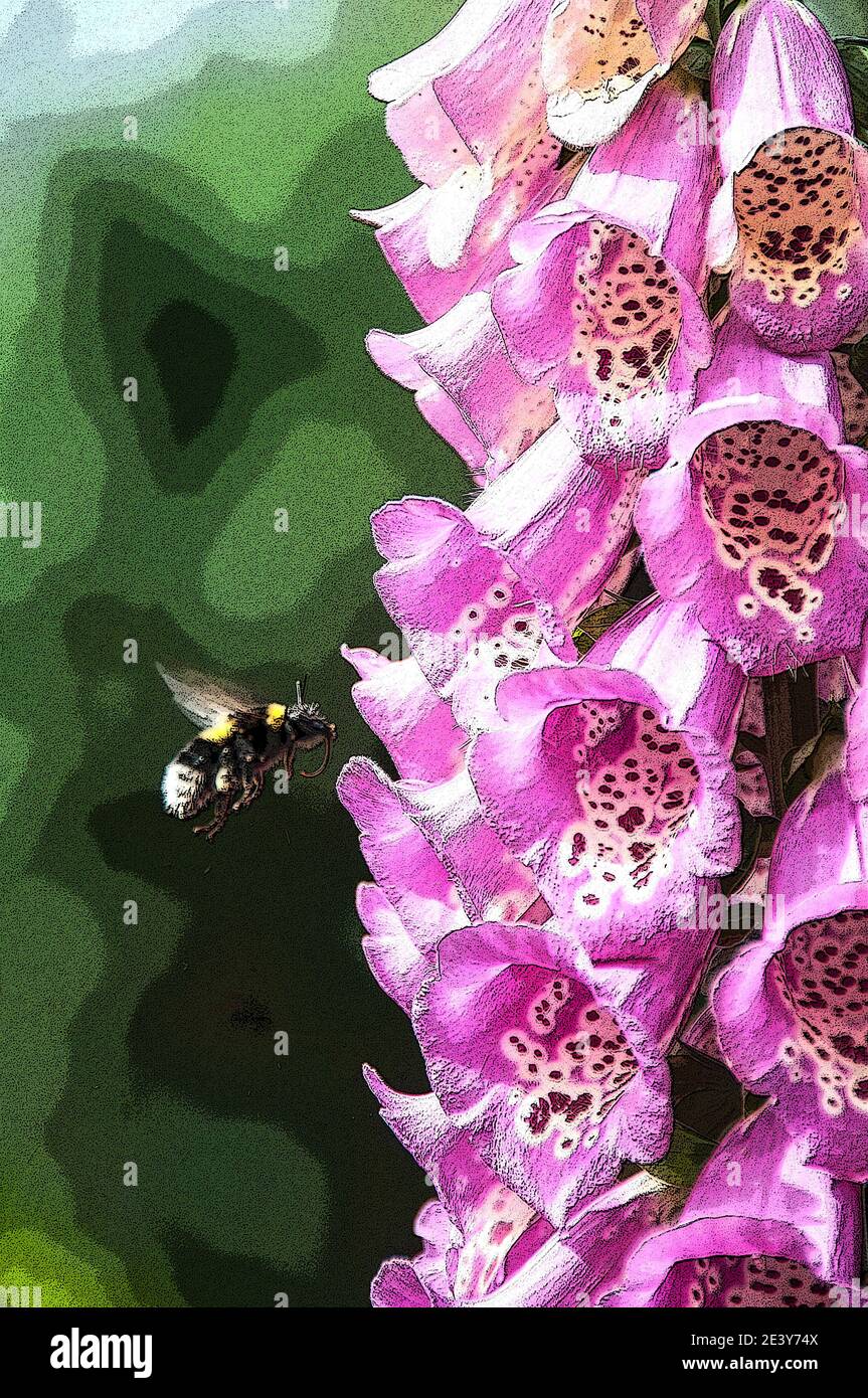 Around the UK - Poster effect added to Foxglove flowers Stock Photo - Alamy