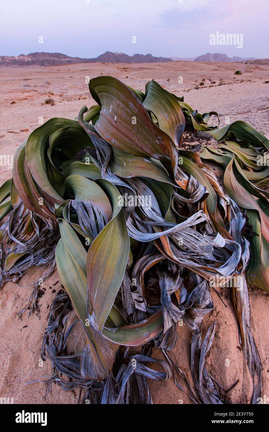 Welwitschia mirabilis swakopmund desierto namib namibia africa hi-res ...