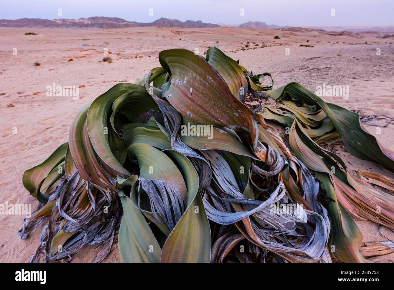 Welwitschia mirabilis Swakopmund Desierto Namib Namibia Africa Stock ...