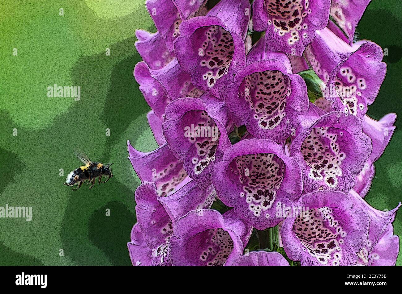 Around the UK - Poster effect added to Foxglove flowers Stock Photo - Alamy