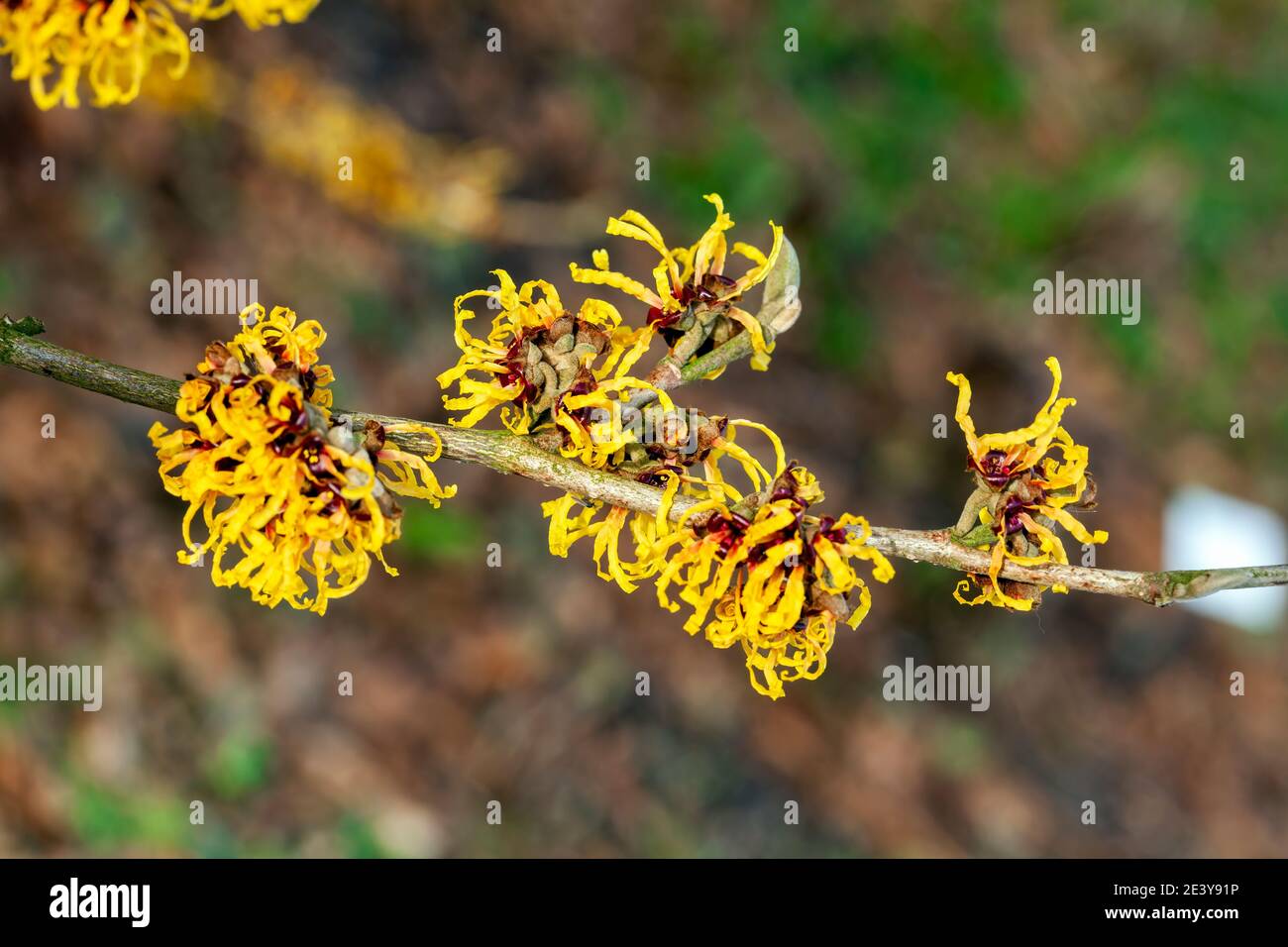 Hamamelis x Intermedia 'Orange Beauty' (Witch Hazel) a winter spring ...