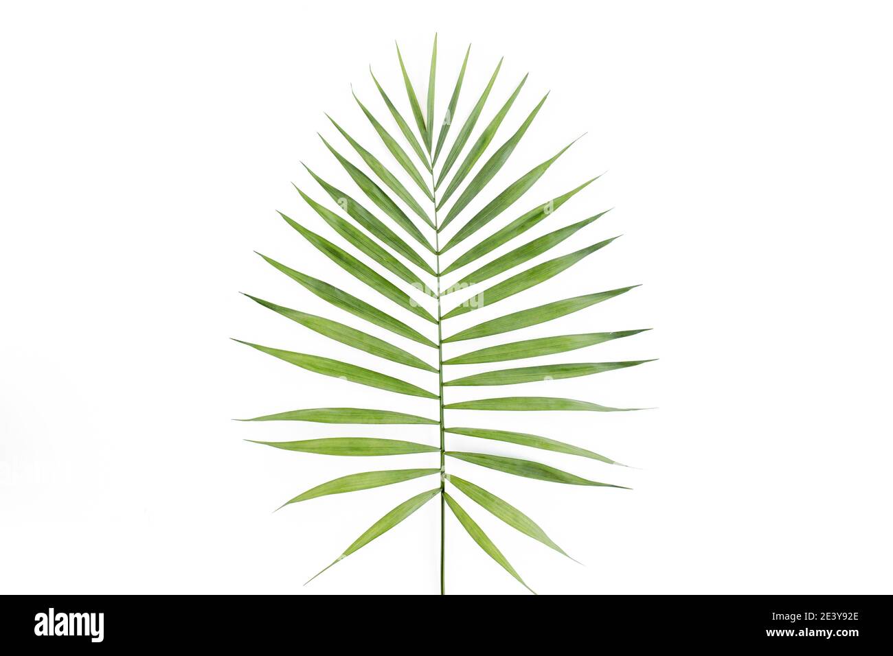 Tropical leaf in on white background. Flat laying, top view Stock Photo ...