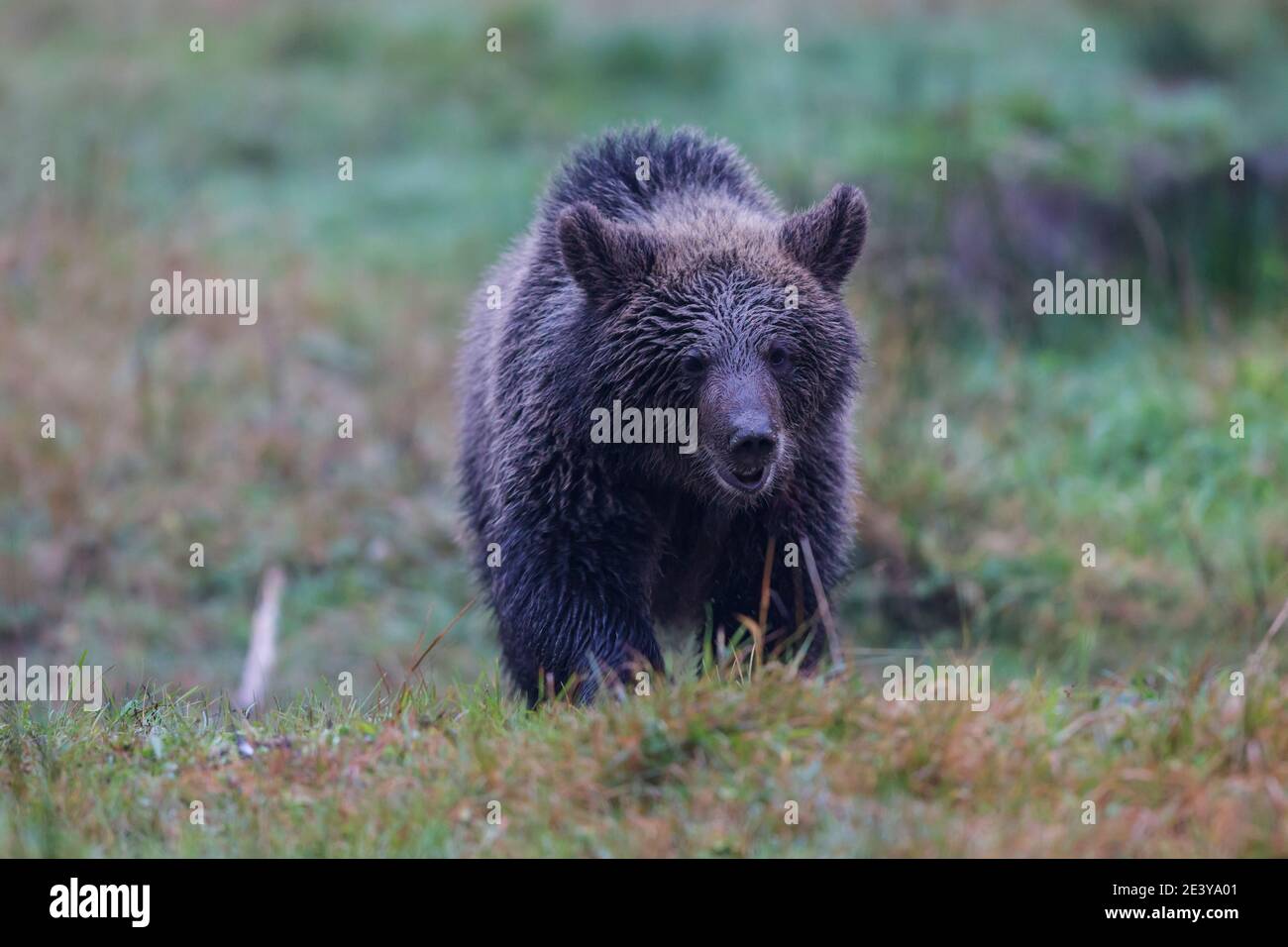 Braunbaer, Ursus arctos, brown bear Stock Photo - Alamy