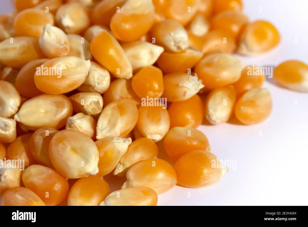 Corn kernels on a white background Stock Photo - Alamy