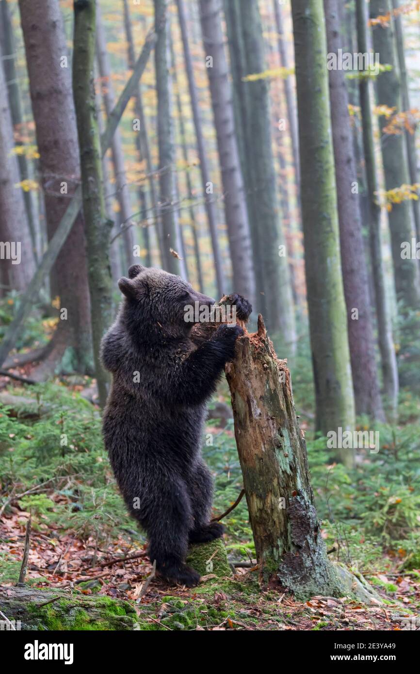 Braunbaer, Ursus arctos, brown bear Stock Photo - Alamy