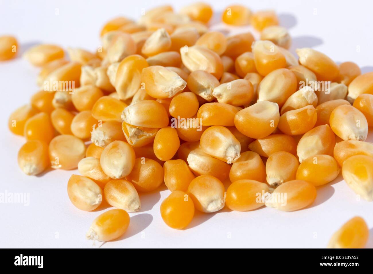 Corn kernels on a white background Stock Photo - Alamy