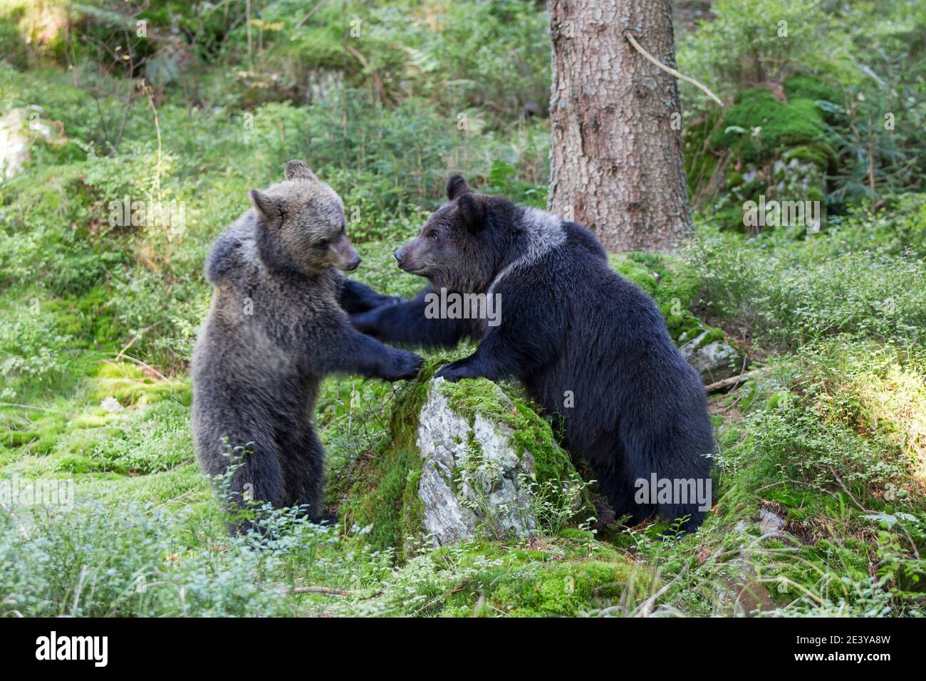 Braunbaer ursus arctos brown bear hi-res stock photography and images ...