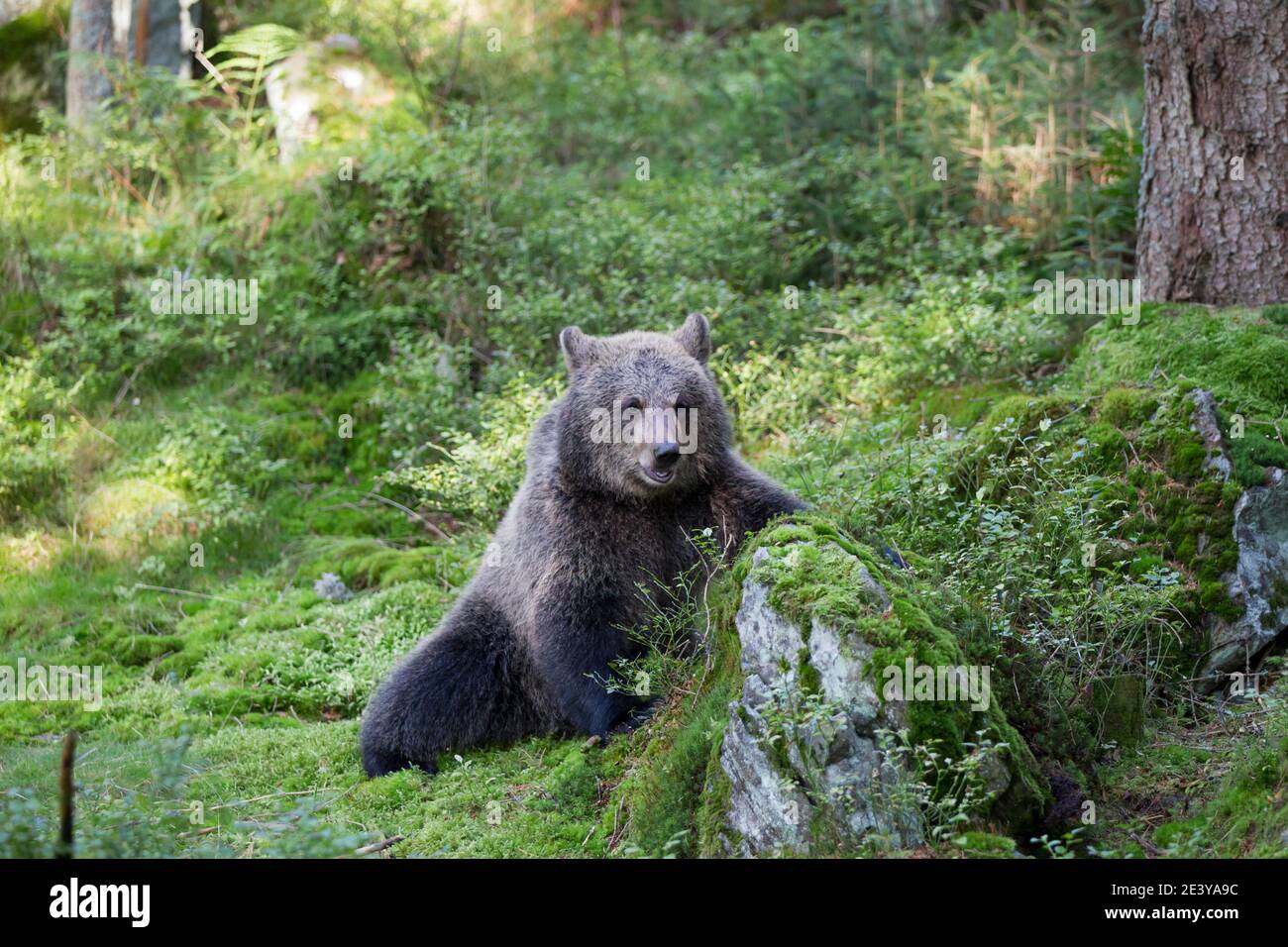 Braunbaer, Ursus arctos, brown bear Stock Photo - Alamy