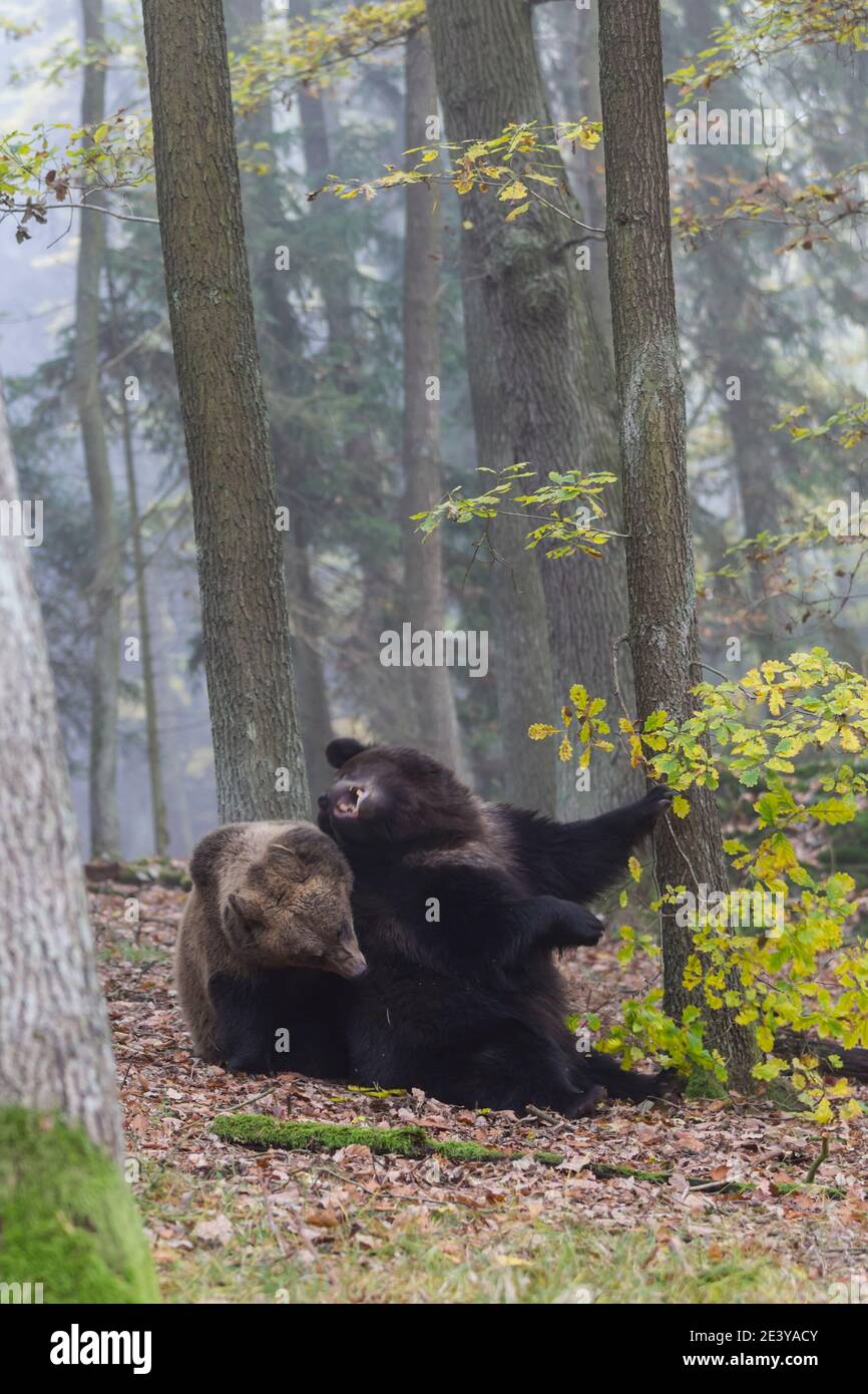 Braunbaer, Ursus arctos, brown bear Stock Photo - Alamy