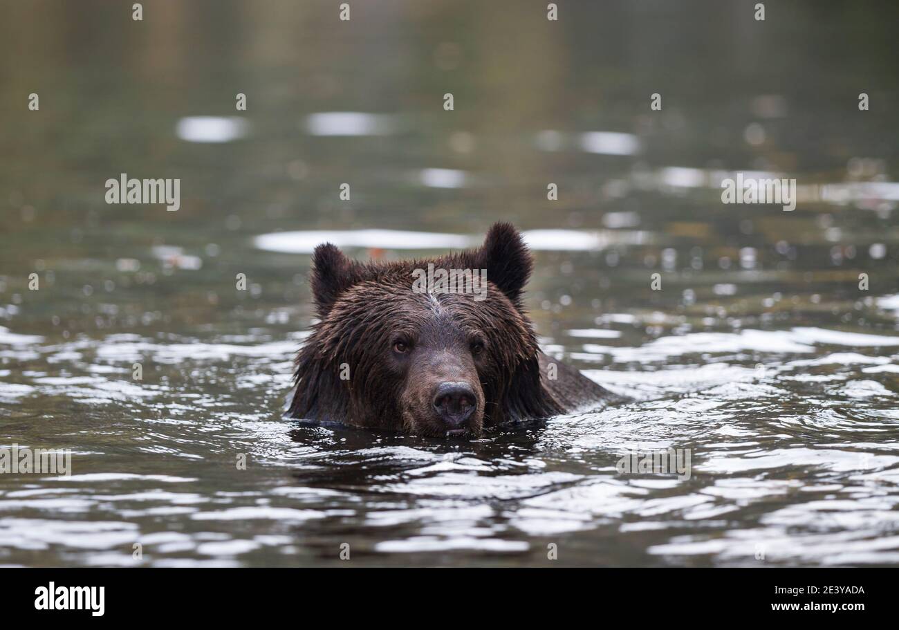 Braunbaer, Ursus arctos, brown bear Stock Photo - Alamy