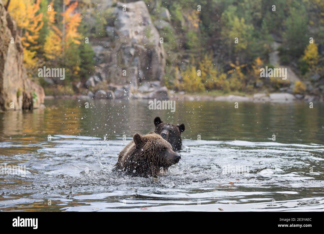 Braunbaer, Ursus arctos, brown bear Stock Photo - Alamy