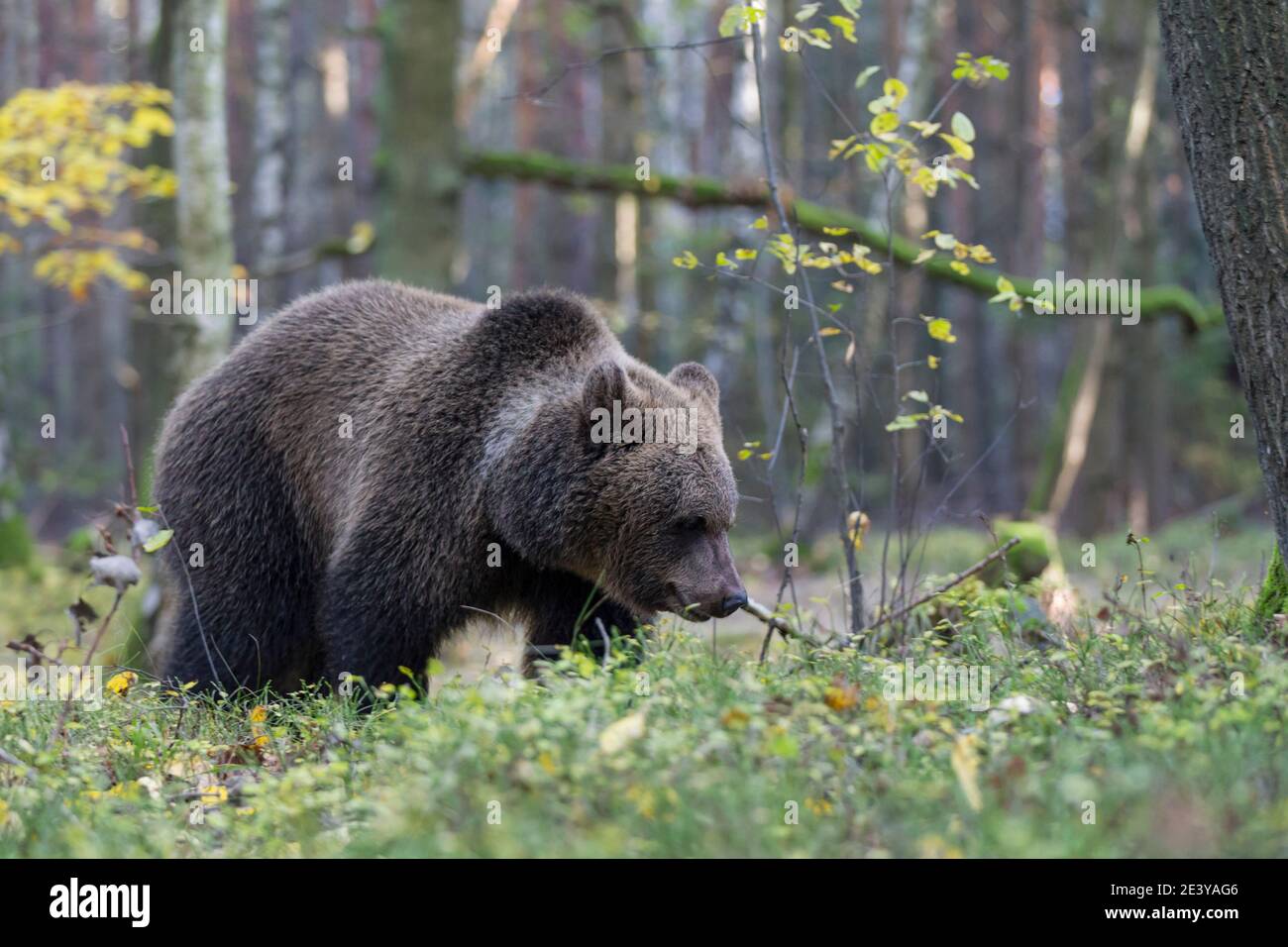 Braunbaer, Ursus arctos, brown bear Stock Photo - Alamy