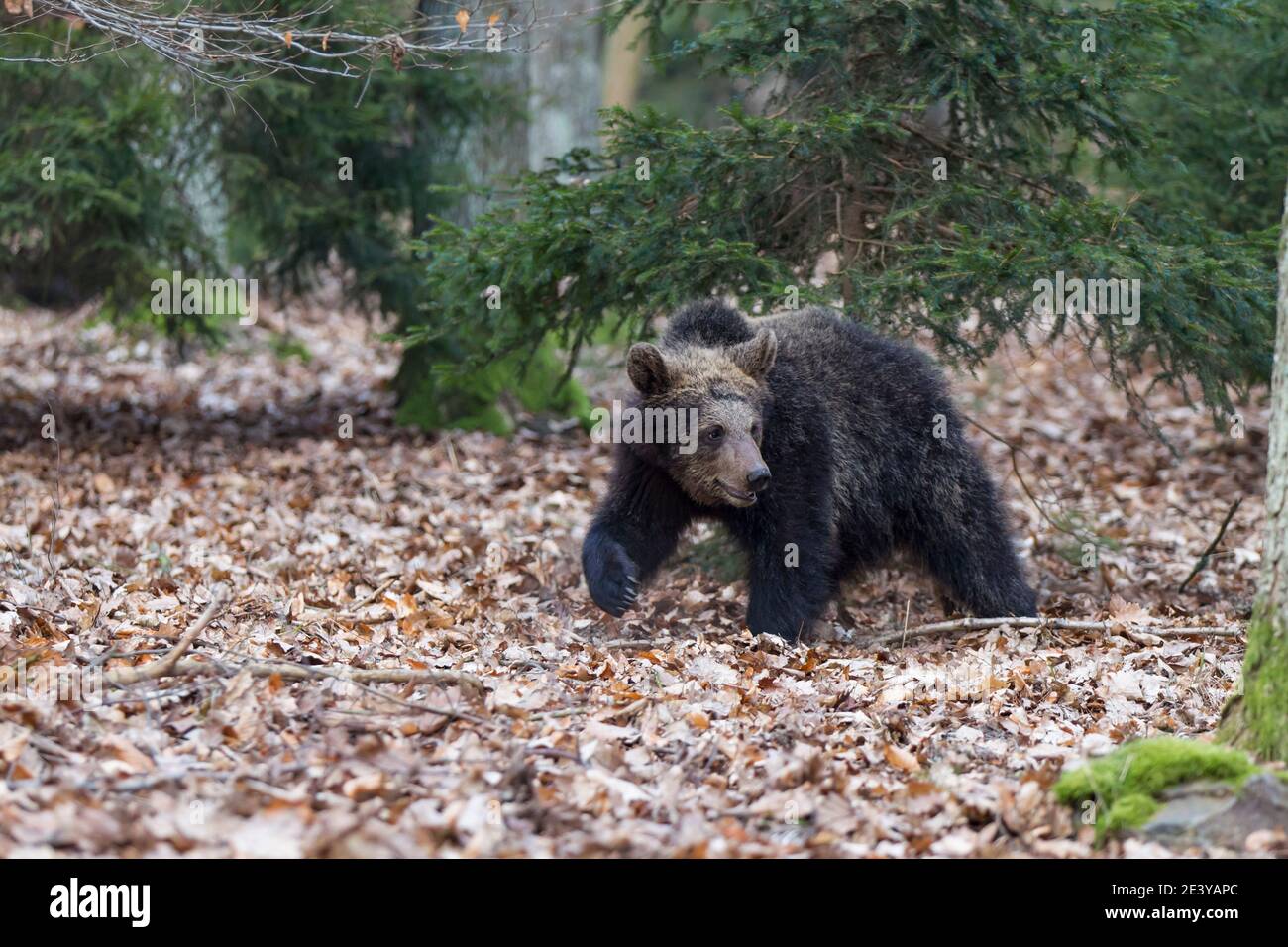 Braunbaer, Ursus arctos, brown bear Stock Photo - Alamy