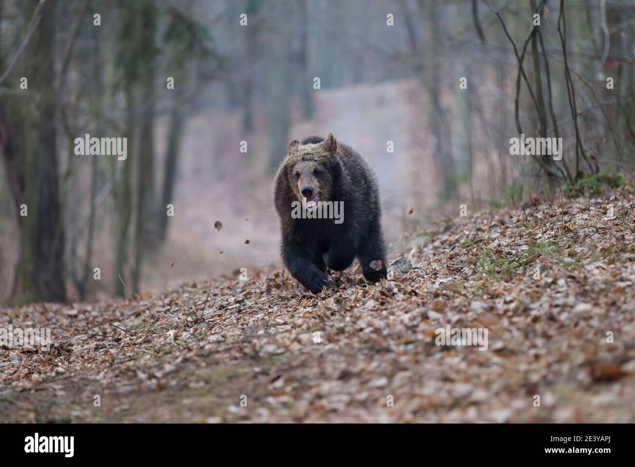 Braunbaer, Ursus arctos, brown bear Stock Photo - Alamy