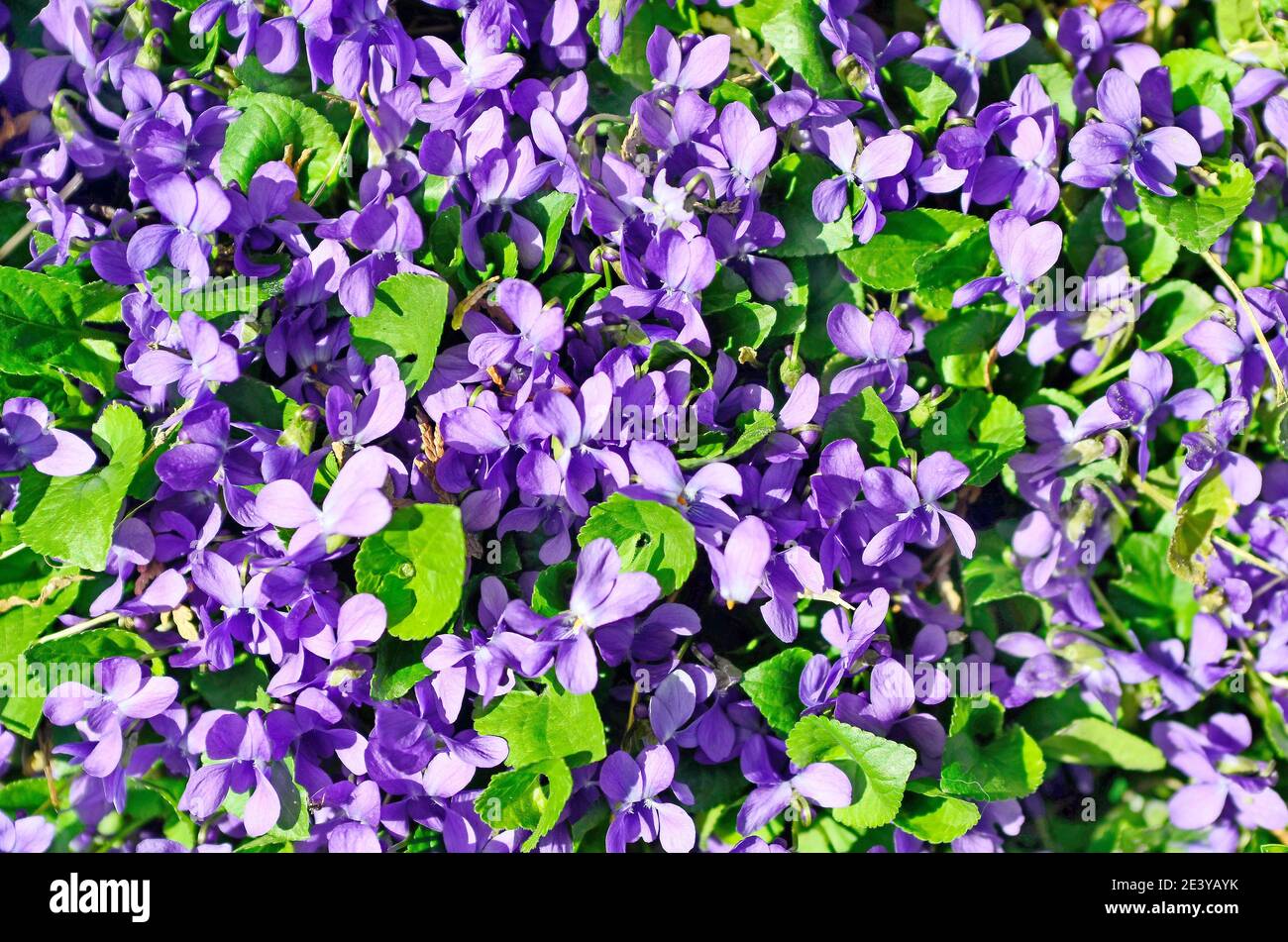 Blue violets hi-res stock photography and images - Alamy