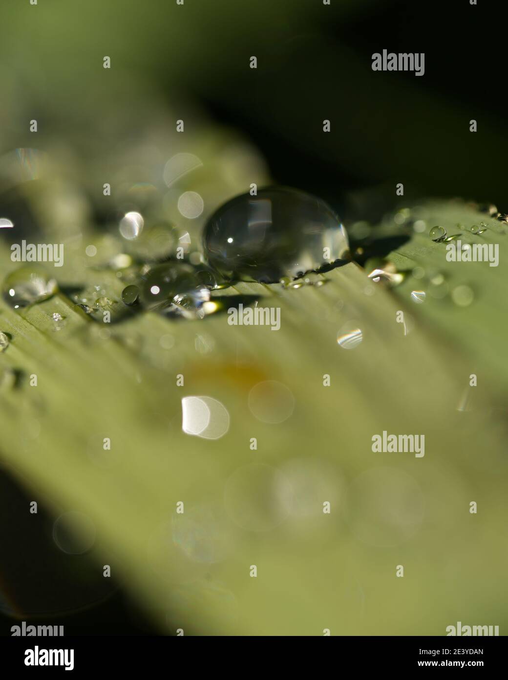 Water drops on a green leaf hi-res stock photography and images - Alamy