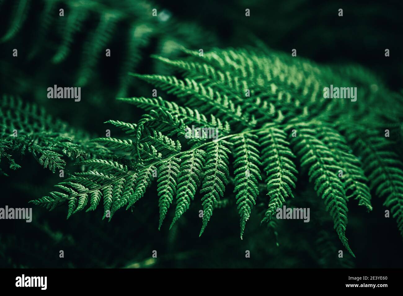 Perfect natural fern forest pattern. Eco background made with young ...