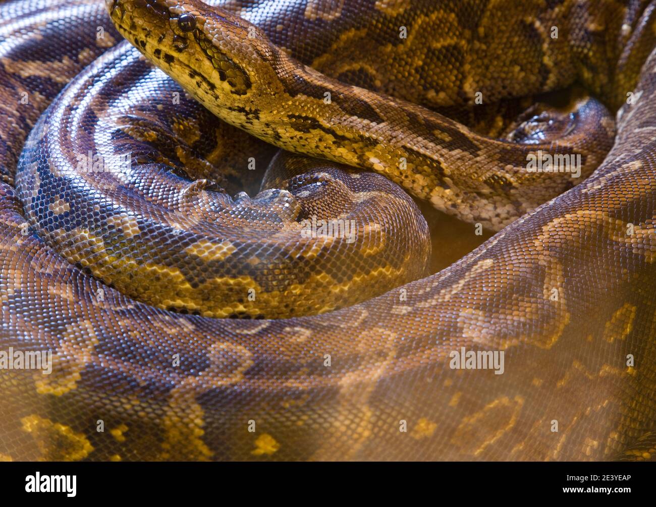 Serpiente pitón, AFRICA Stock Photo - Alamy