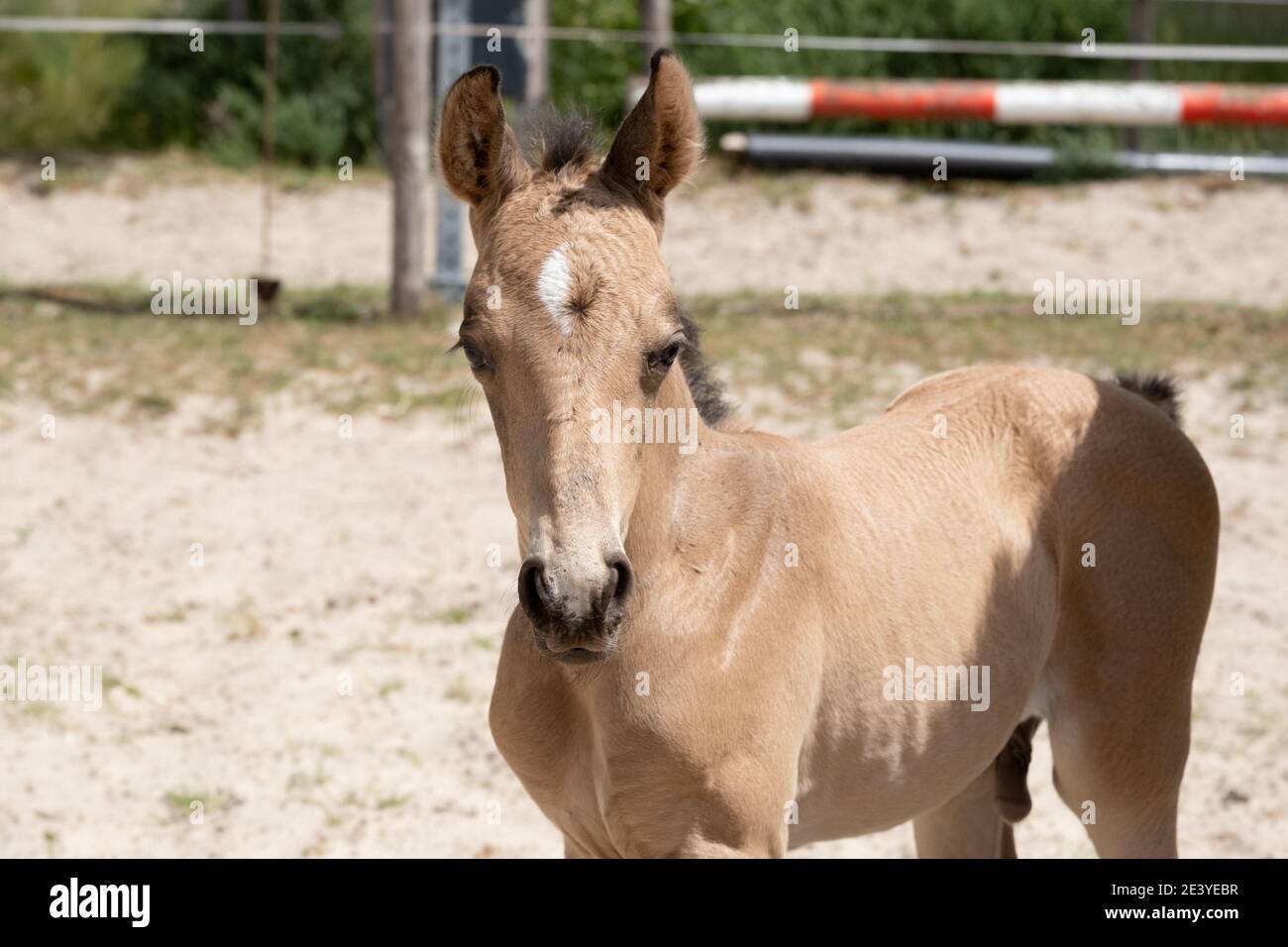 Small newborn yellow foal looking over the shoulder to the camera. Neck ...