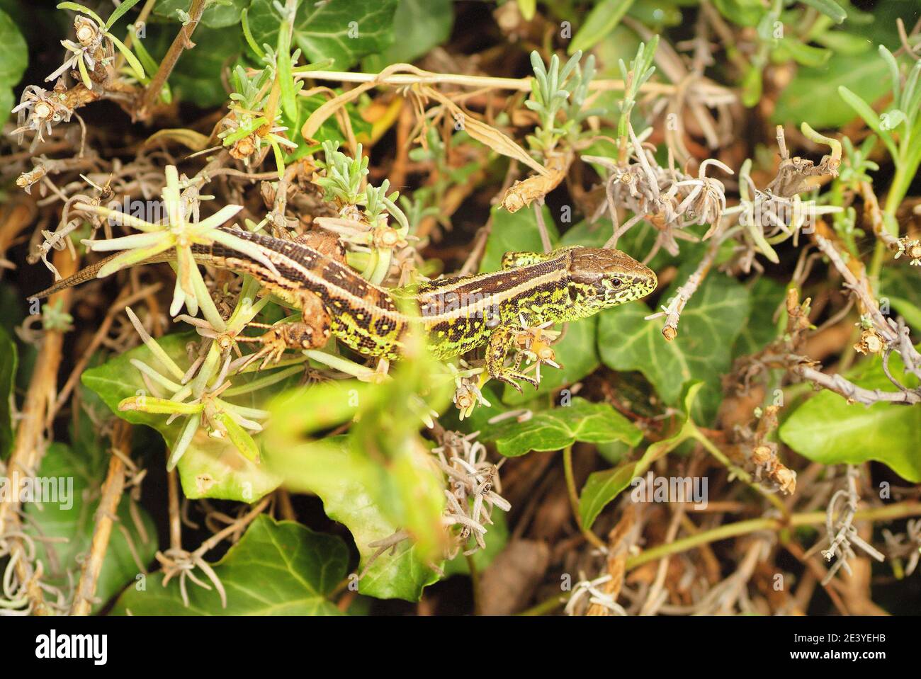 Austria sand hi-res stock photography and images - Alamy