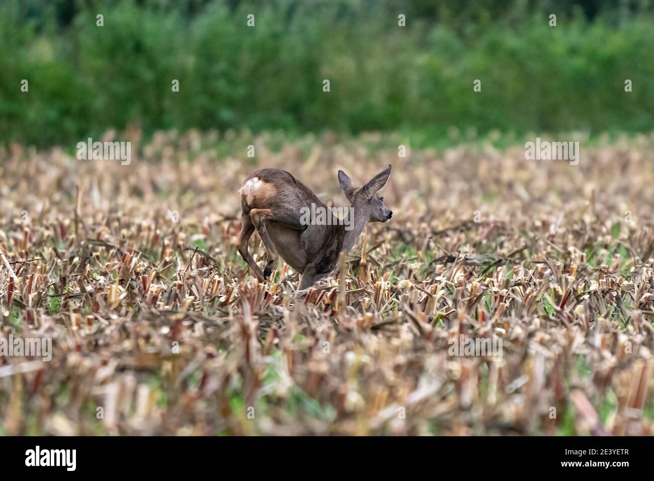 A deer in a freshly cut corn field with forest in the background Stock ...