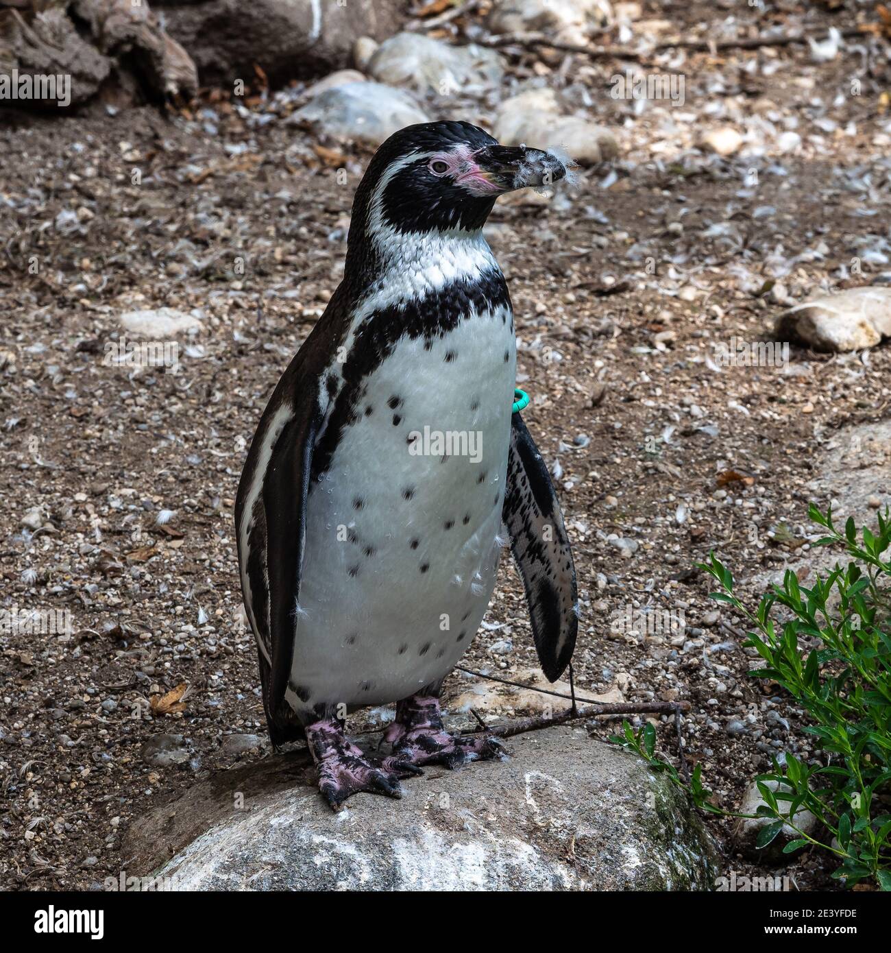 The Humboldt Penguin, Spheniscus humboldti also termed Peruvian penguin ...
